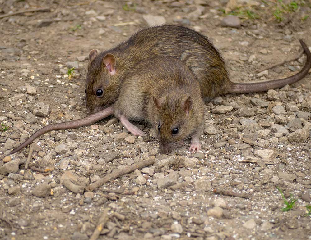 Rodent & Insect Control | Inverness Scotland | Alba Environmental Services